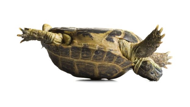 Turn a turtle upside down - Loving to learn you more